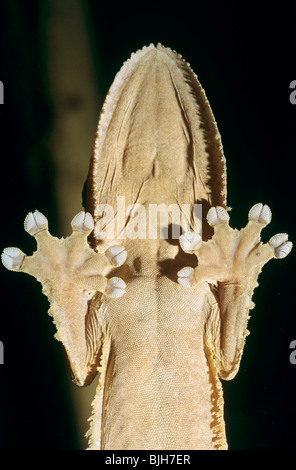 Tokay Gecko, Tokee (Gekko Gecko), Gecko Fuß- und bunter Schweif ...