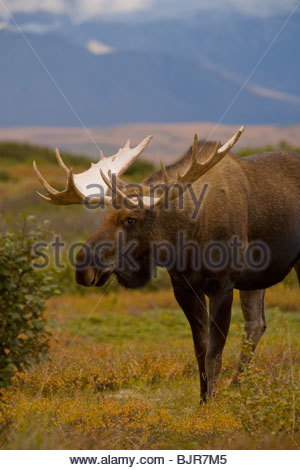 Alaska-Elch, Geweih ein Elch-Lys in der Tundra, USA, Alaska, Yukon Elch ...