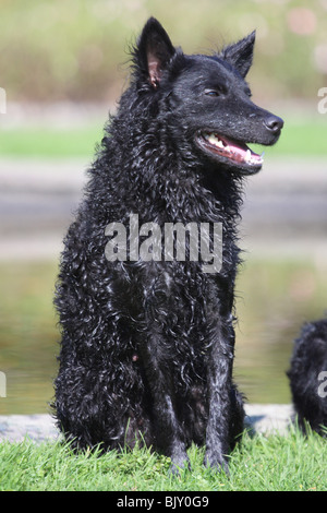 Mudi (ungarischer Schäferhund) Erwachsenen Hund und Welpen weiß auf ...