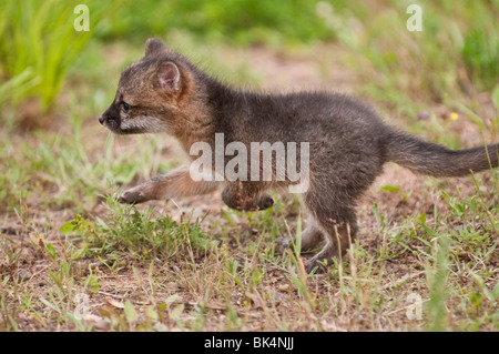 Graufuchs / Urocyon Cineroargenteus / Fox / Canid / USA Stockfotografie ...