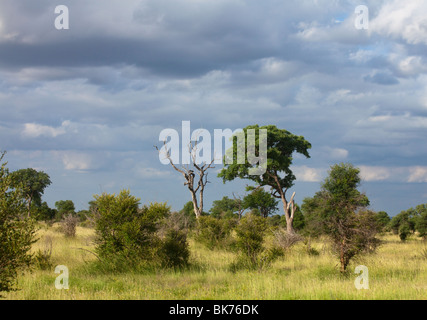 Typische Savanne Landschaft im Krüger Nationalpark, Südafrika Stockfoto ...