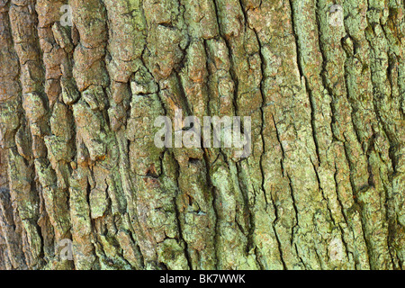 Alte Eiche Rinde Quercus robur Stockfotografie - Alamy