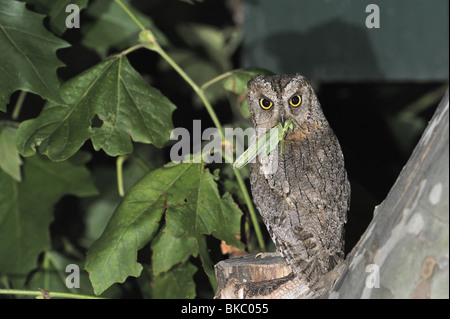 Eurasischen Zwergohreule Eule Beute (große grüne Bush-Cricket) bringen ...