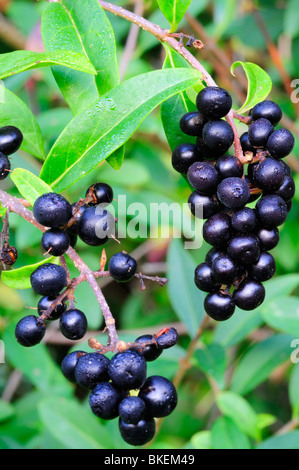 Schwarzen Beeren der wilden Liguster Stockfotografie - Alamy