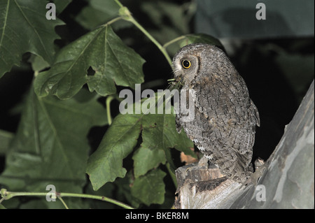 Eurasischen Zwergohreule Eule Beute (große grüne Bush-Cricket) bringen ...