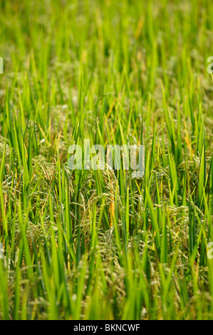 Anbau von Reis Asien Terraced Reis Felder in Plantagen, Chiang Mai in ...