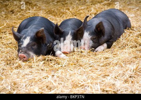 Dickbäuchige Schweine (Sus Scrofa), säen säugende Ferkel, Wildpark ...