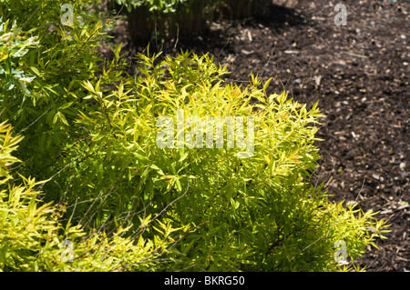Gelbes Blatt Spiraea Thunbergii Ogon, Mellow Yellow, Thunberg Spiera ...