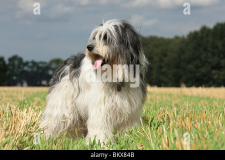 Schäferhund - polnische Tiefland polish Lowland sheepdog valee ...