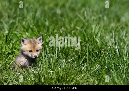 Baby-Rotfuchs in Floyd County, Indiana Stockfotografie - Alamy