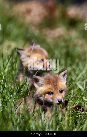 Paar von Rotfuchs Babys in Floyd County, Indiana Stockfotografie - Alamy