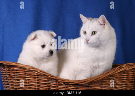 Katze & Spitz Welpe / Katze & Deutscher Zwergspitz Welpen ...
