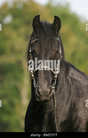 Friese Im Portrait / friesische Porträt Stockfotografie - Alamy