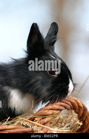 Löwenköpfchen / Bunny Portrait Stockfotografie - Alamy