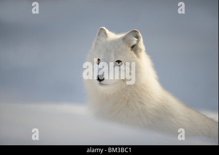 Polarfuchs Alopex Lagopus Mutter und Welpen, die Arktis Eisfuechse ...