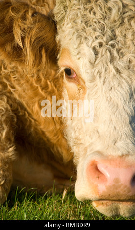 Frontale Nahaufnahme des Kopfes einer braunen Kuh mit weißen Flecken ...