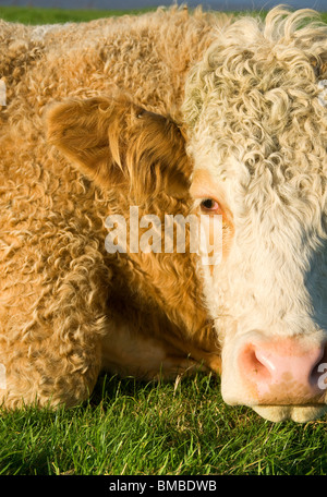 Frontale Nahaufnahme des Kopfes einer braunen Kuh mit weißen Flecken ...