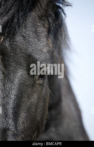 Friesen Pferd Friesenpferd Stockfotografie - Alamy