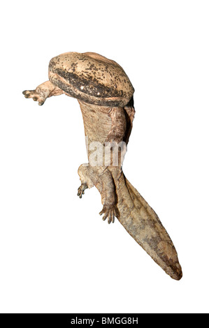 Der chinesische Riesensalamander (Andrias davidianus) ist einer der ...
