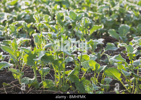 Nahaufnahme des jungen Raps Pflanze, Alberta, Kanada Stockfoto, Bild ...