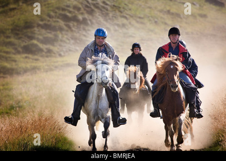 Reiten im Süden Islands. Fossness Farm. Der Anführer der Lose Pferde ...