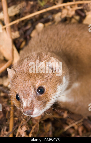 wenigsten Wiesel (Mustela Nivalis), am Wald Boden, Deutschland, Bayern ...