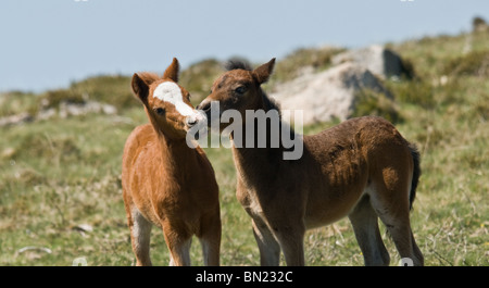 bretonische Pferd - Stute mit zwei Fohlen Stockfoto, Bild: 25195038 - Alamy