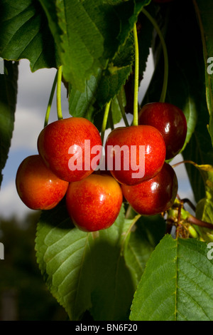 Kirschbaum-Kirschen Prunus spec Zweig Früchte Baum Seiten Botanik ...