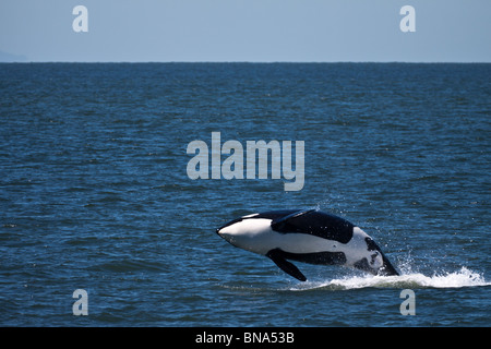Orca Wale Umlaufriemen, Northern Puget Sound oder Salish Sea zwischen ...