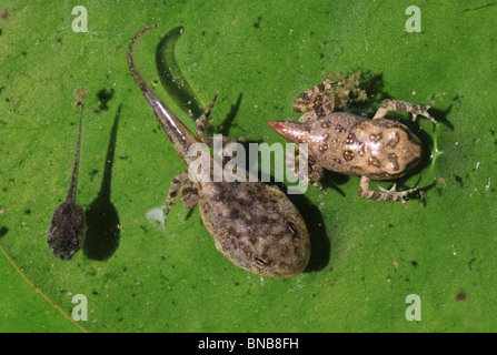 Kaulquappe zum Frosch Entwicklung verschiedene Arten Metamorphose ...