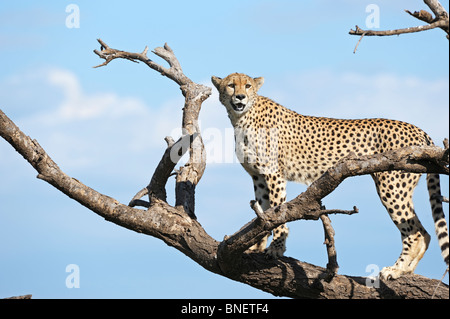 Gepard Klettern auf einen Baum, Serengeti, Tansania Stockfotografie - Alamy