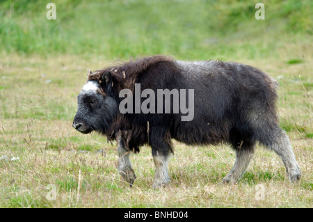 Moschusochsen Ovibos Moschatos USA Nordamerika Alaska Wildnis Tiere ...