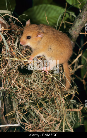 Haselmaus, Hazel Dormouse (Muscardinus Avellanarius) auf Moos neben ...
