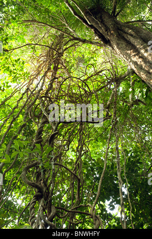 Verschlungenen Lianen im tropischen Regenwald Stockfotografie - Alamy