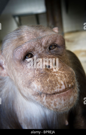 Affe mit einem traurigen Gesicht Stockfotografie - Alamy