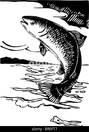 Forelle Fisch springen Stockfotografie - Alamy