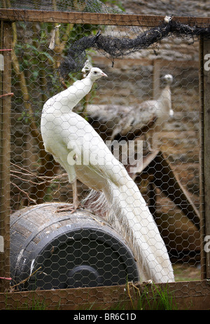 Albino indische Pfau Stockfotografie - Alamy