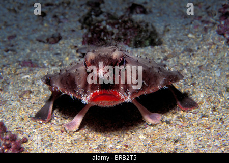 Ogcocephalus Darwini rote Lippen Seefledermaus Stockfoto, Bild ...