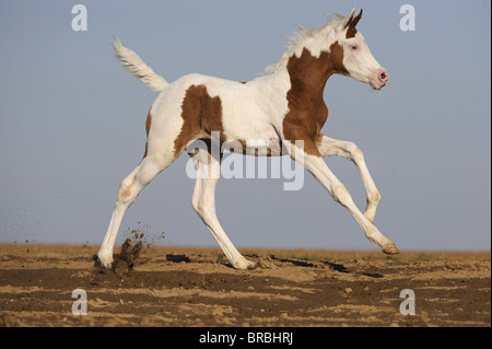 Arabische Pinto-Pferd (Equus Ferus Caballus), Hengst im Galopp auf der ...