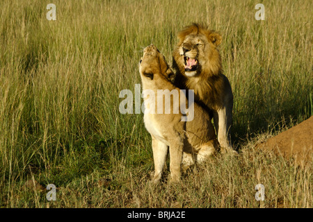 Eine Paarung Löwe und Löwin mit der Löwin knurrend auf die männlichen ...
