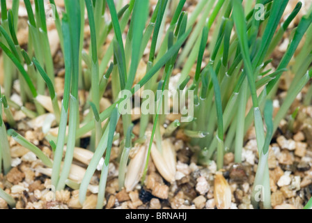 Keimung Gras Samen keimen nach gesät am Oberboden / Kompost & neue ...