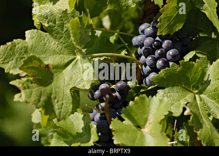 Weinberg, Reben, Trauben, Trollinger, Weinbau, Anbau, Weinreben, Reben ...