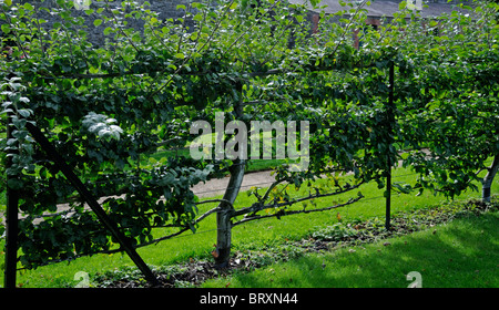 Ausgebildete Spalier-Apfelbaum espaliered Malus Domestica Obstbaum ...