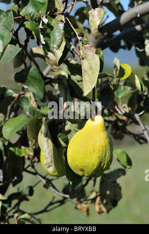 Quitte Baum - Quitte (Cydonia Oblonga Piriformis - Cydonia Vulgaris ...