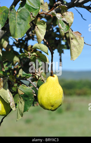 Quitte Baum - Quitte (Cydonia Oblonga Piriformis - Cydonia Vulgaris ...