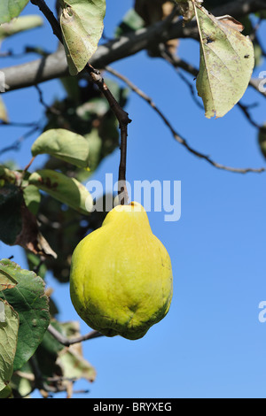 Quitte Baum - Quitte (Cydonia Oblonga Piriformis - Cydonia Vulgaris ...
