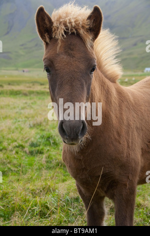 Island, Porsmork Park. Spezielle Rasse, reinen Islandpferd. Farbige ...