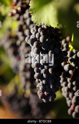 Rote Trauben am Rebstock Stockfotografie - Alamy