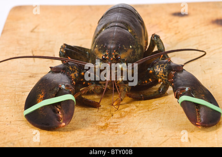 tierische Hummer Krebs Stockfotografie - Alamy