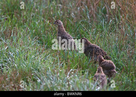 Gemeinsamen Fasan Küken, Phasianus Colchicus, Kent, England Stockfoto ...